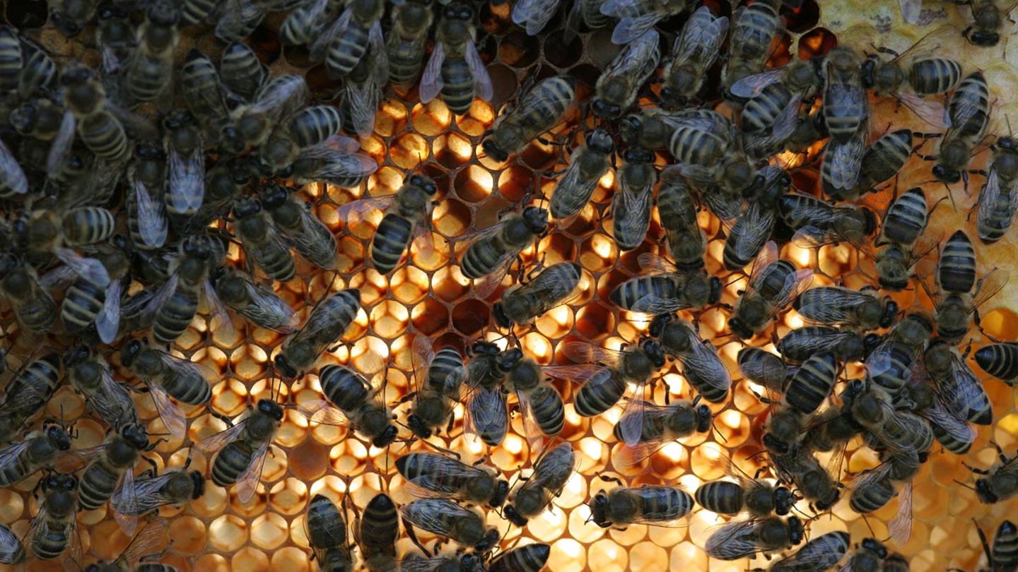 Bienensterben: Warum Bienen aussterben könnten - [GEOLINO]