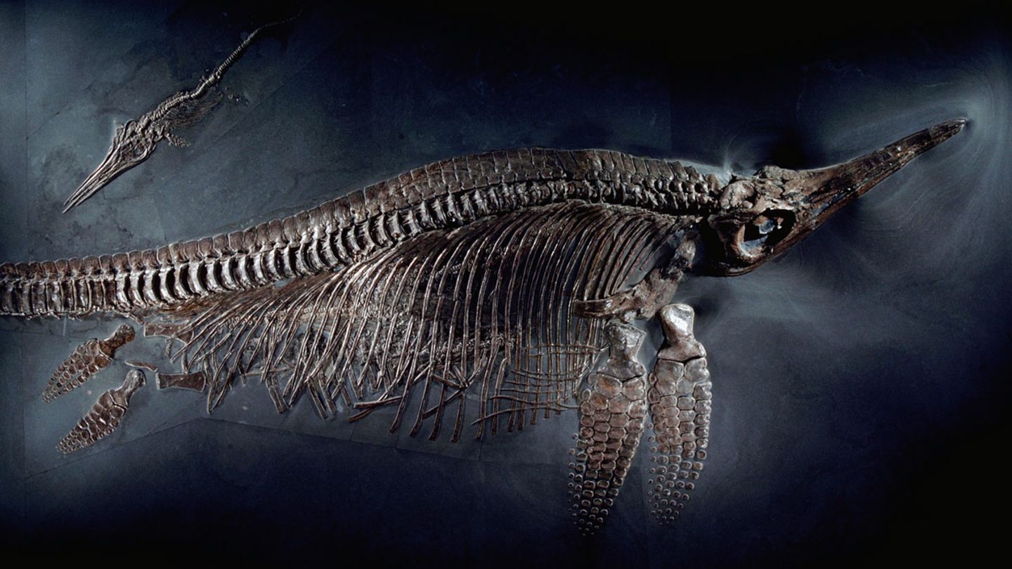 Ichthyosaurier: Urzeit-Monster der Meere - [GEOLINO]