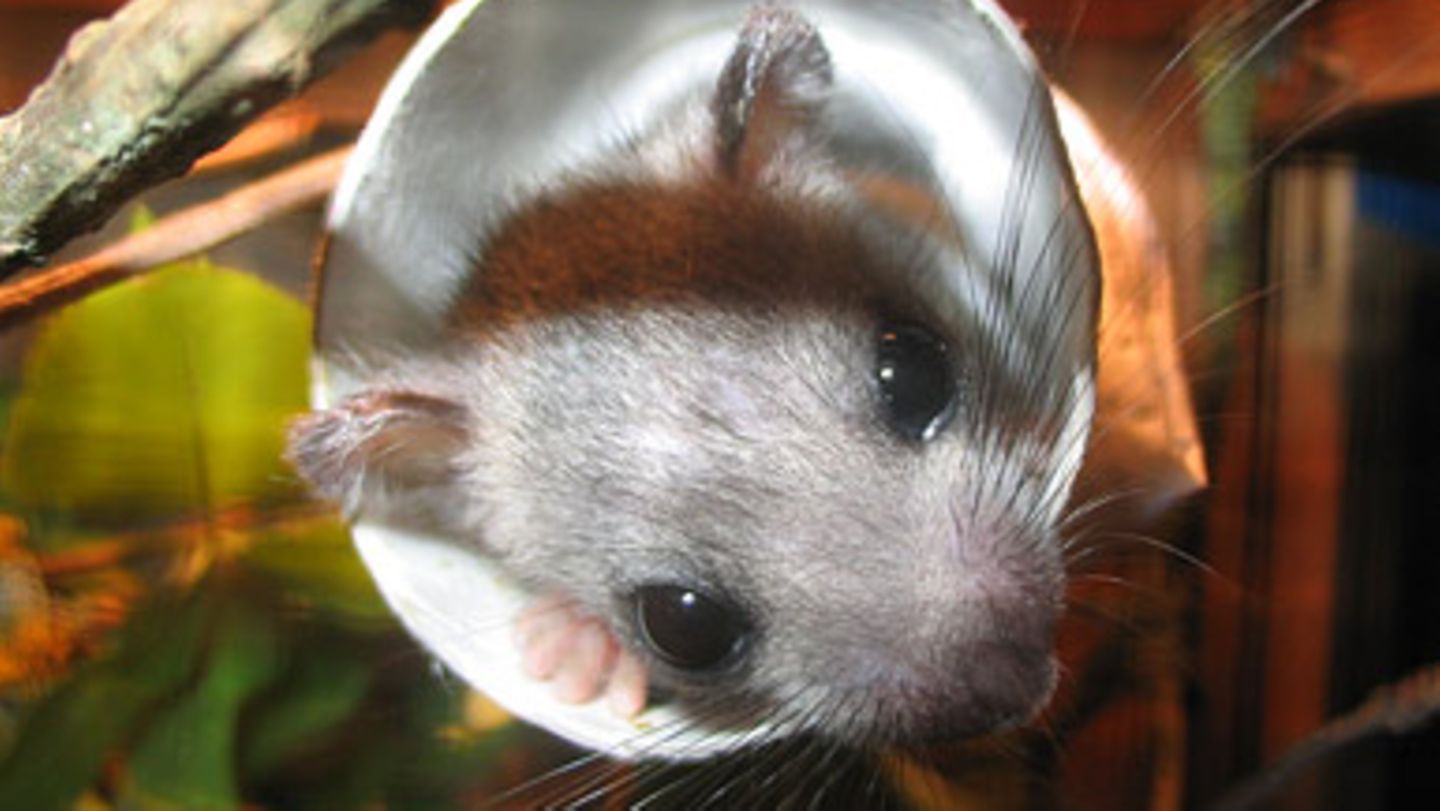 Bilch, der Siebenschläfer - [GEOLINO]