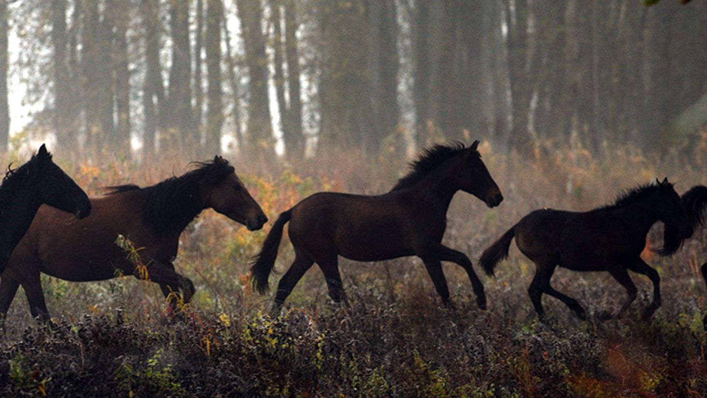 Fotostrecke: Freiheit für Wildpferde - [GEOLINO]