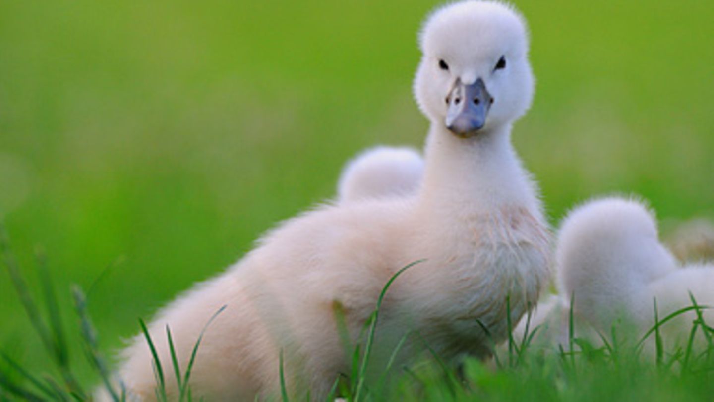 Fotoshow: Heimische Tiere - Bild 6 - [GEOLINO]