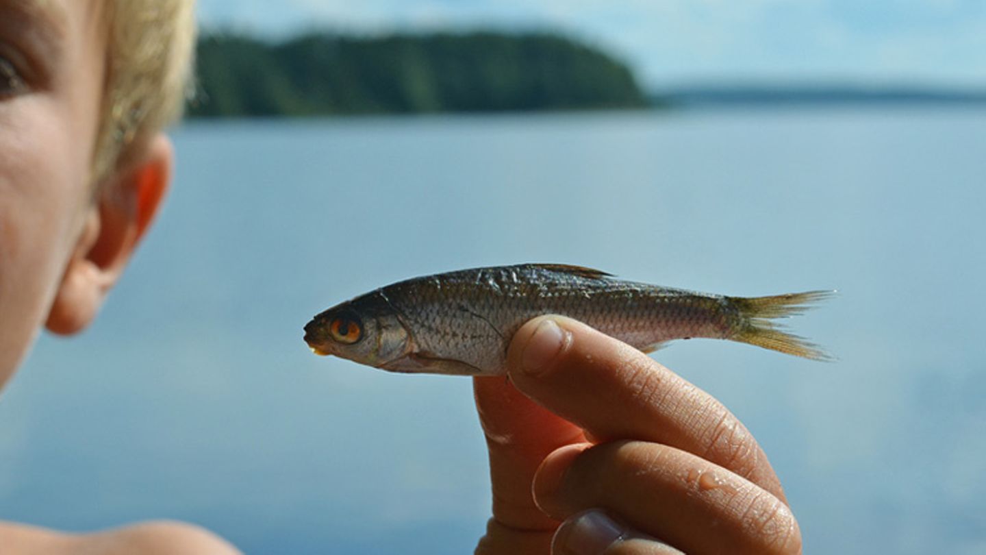 Redewendung: Sich wie ein Backfisch benehmen - [GEOLINO]