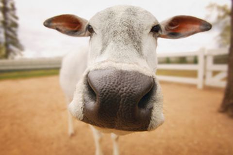 Rind: Infos im Tierlexikon - [GEOLINO]