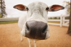 Rind: Infos im Tierlexikon - [GEOLINO]