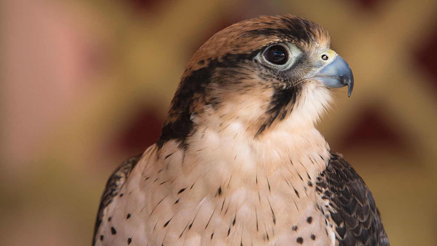 Wanderfalke: Infos im Tierlexikon - [GEOLINO]