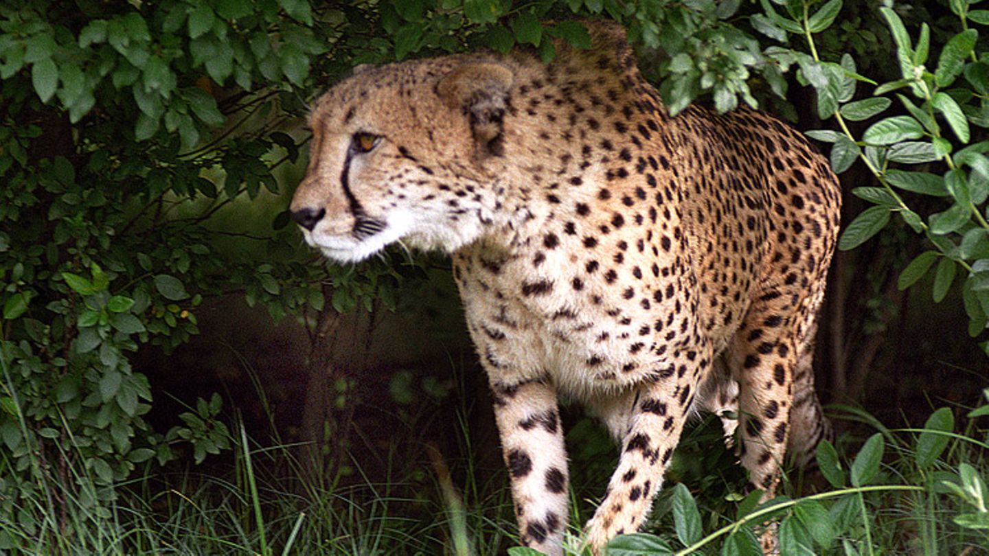 Der Gepard: Infos zur Raubkatze im Tierlexikon - [GEOLINO]