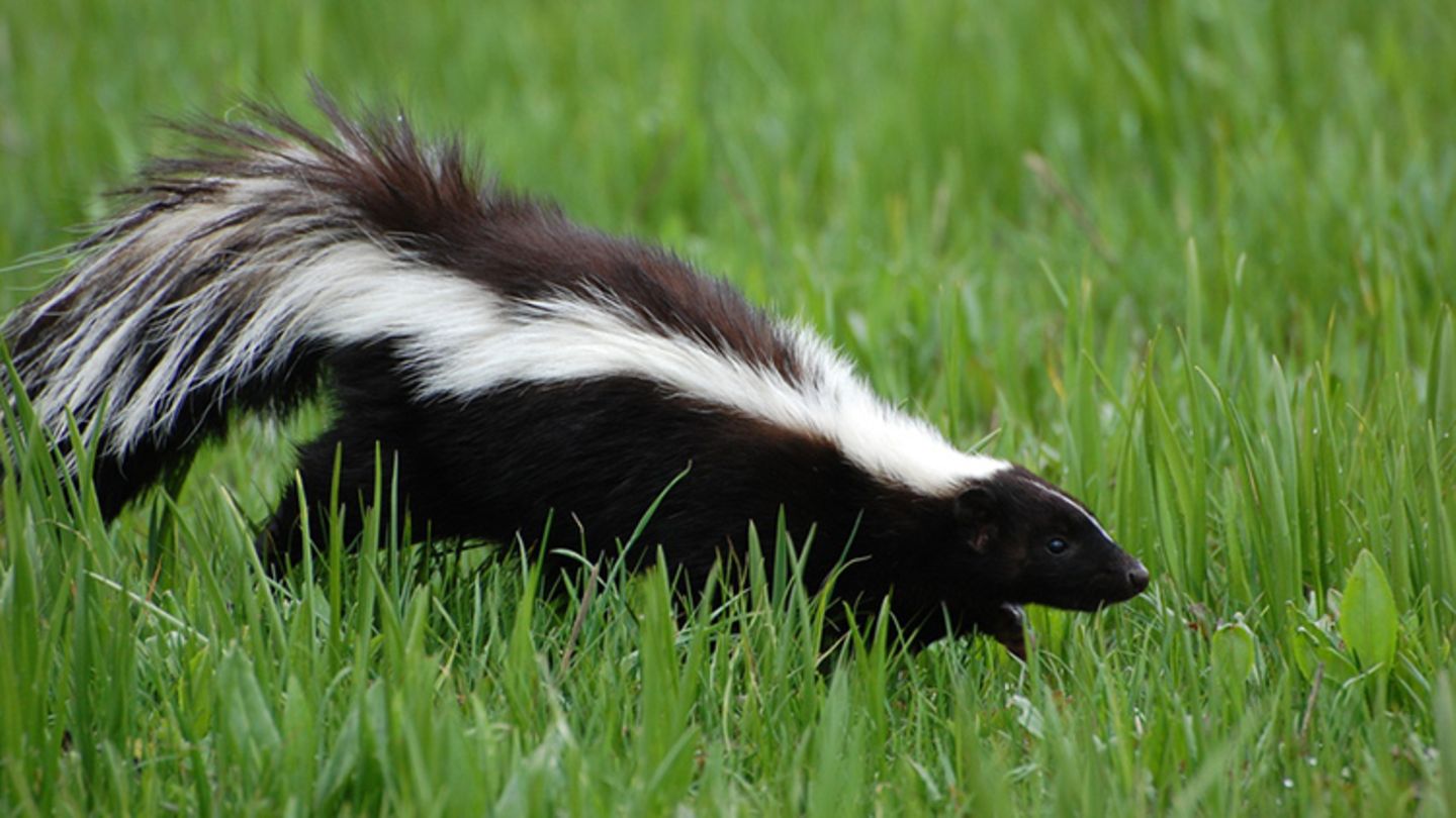 Tierlexikon: Stinktier - [GEOLINO]