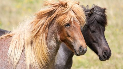 Island: Island: Wilde Pferde aus den Bergen - [GEOlino]
