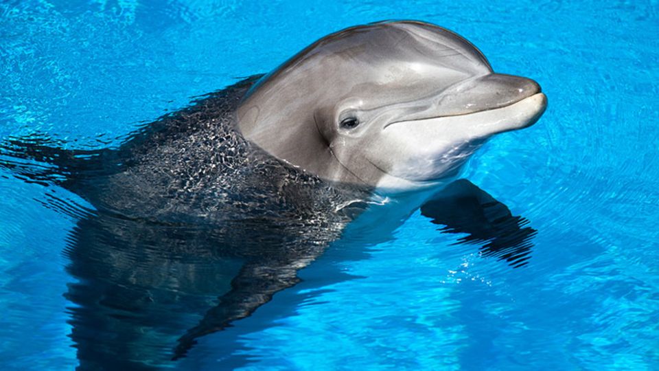 Tierwelt: Schlaue Tiere: Delfine - [GEOlino]