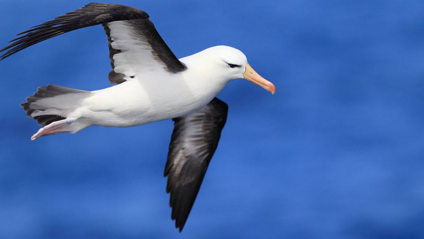 Tierlexikon: Albatros - [GEOLINO]