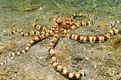 Tierlexikon: Hummer - [GEOLINO]