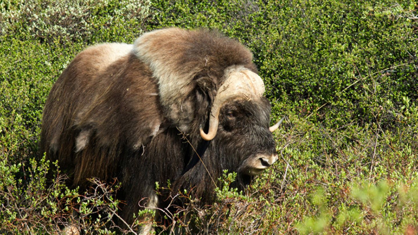 Tierlexikon: Moschusochsen - [GEOLINO]