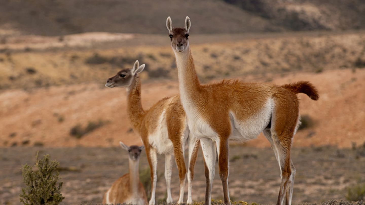 Tierlexikon: Guanako - [GEOLINO]