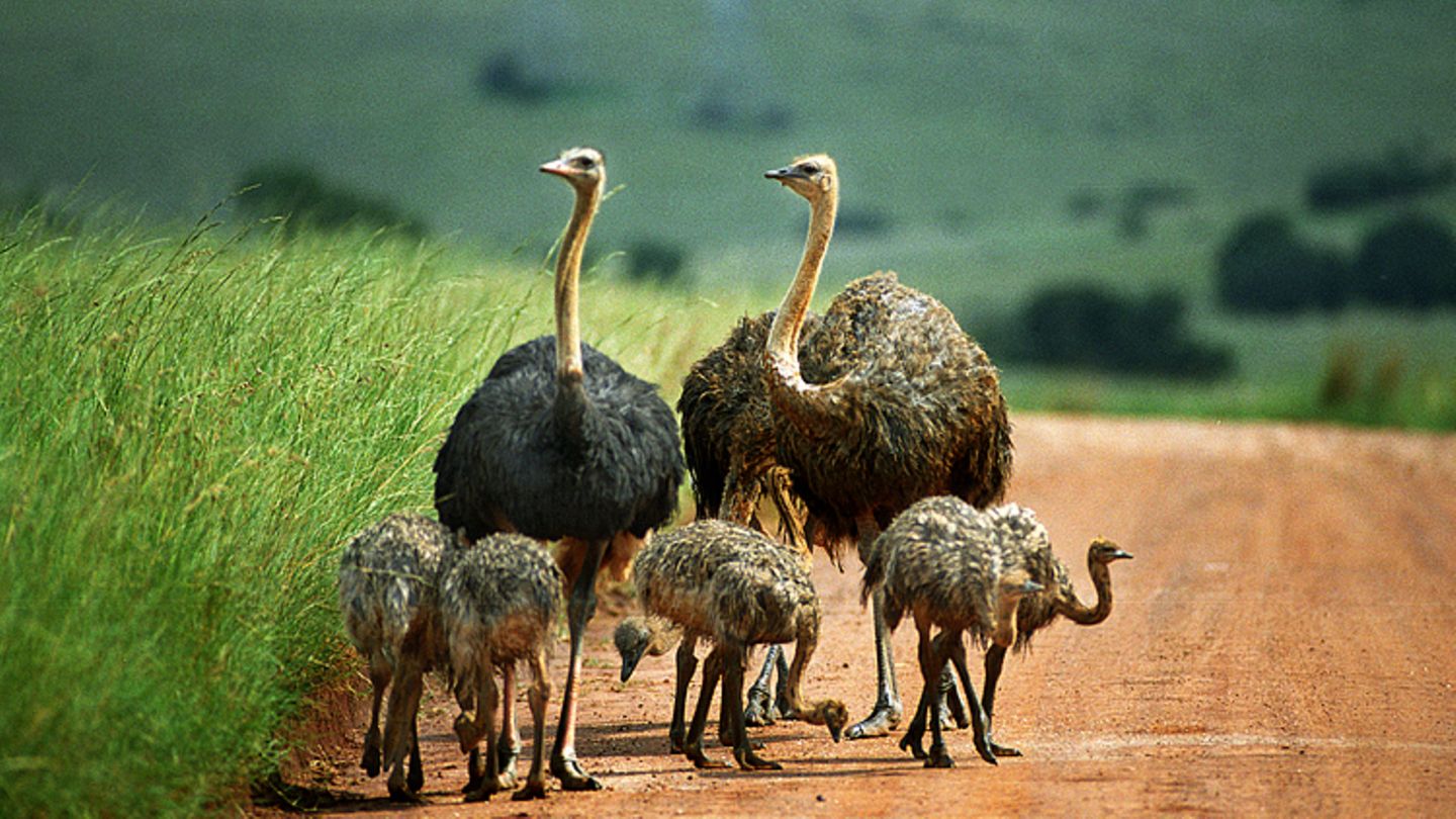 Afrikanischer Strauß - Tierlexikon - [GEOLINO]