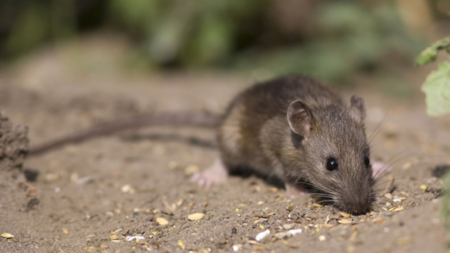 Tierlexikon: Wanderratte - [GEOLINO]