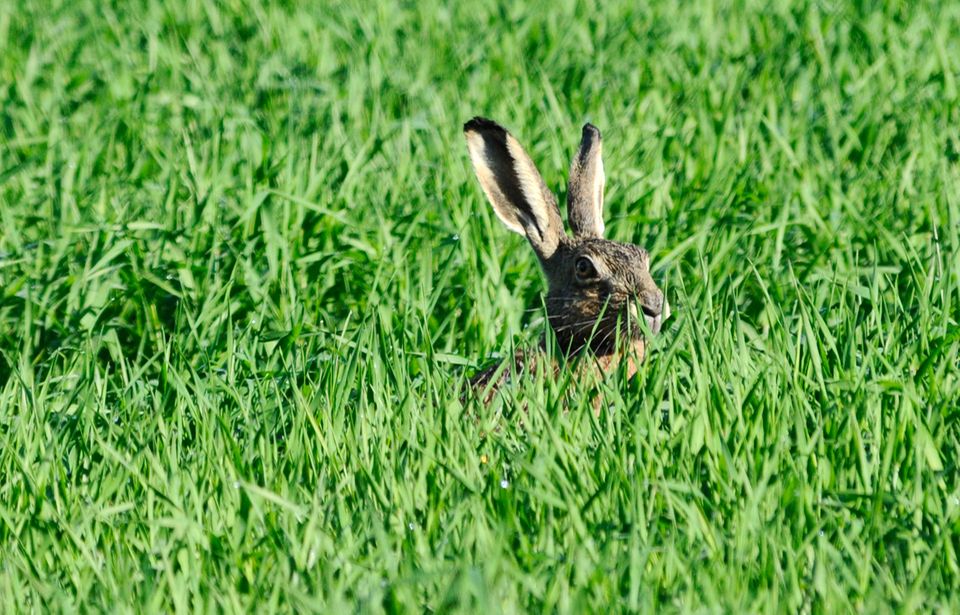 Die Ohren steif halten - [GEOLINO]
