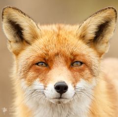 Füchse in Nahaufnahme: Fotografin zeigt: Jeder Fuchs hat seinen eigenen ...