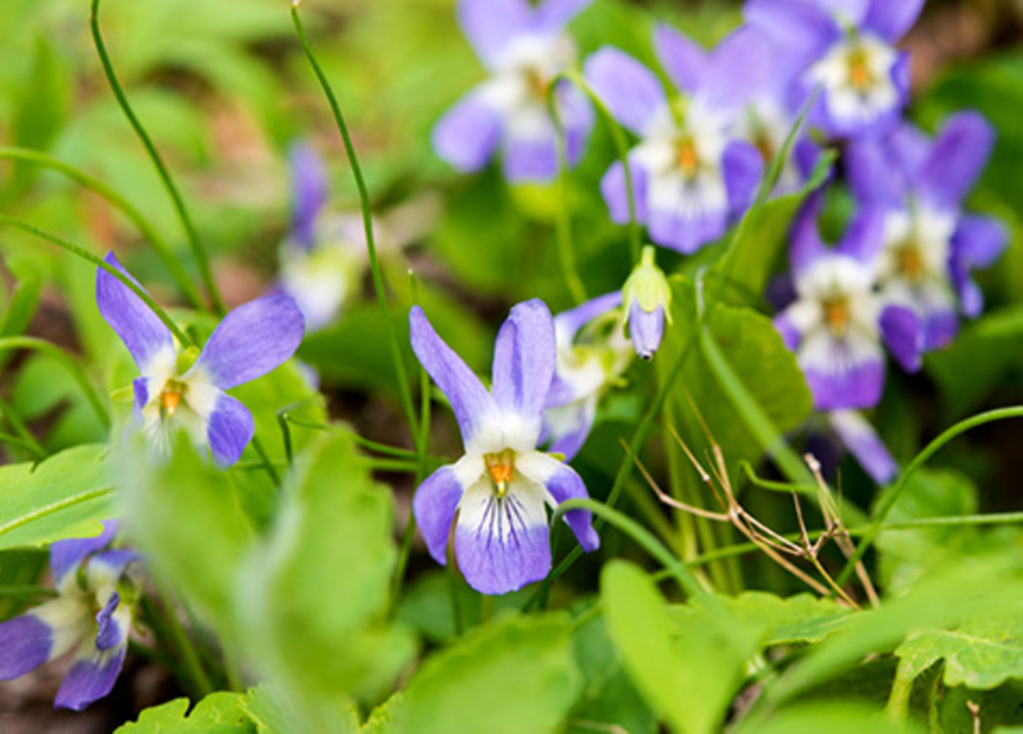 Bilderquiz: Welche dieser Gartenpflanzen sind giftig? - [GEO]