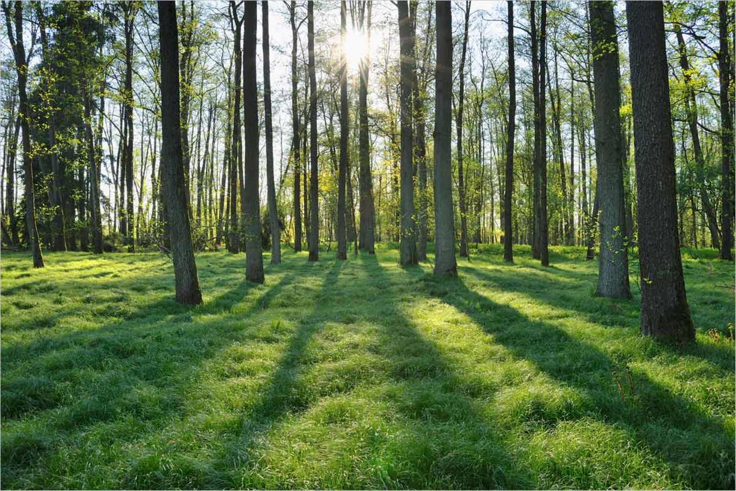 Ökologie: Die Umwelt im Blick - [GEO]