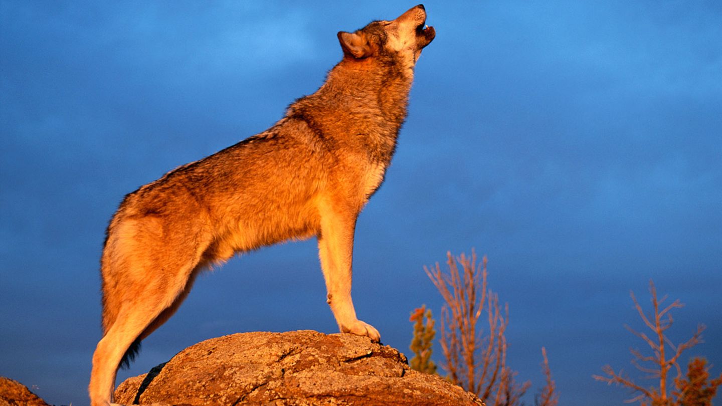 Wissenstest: Wilde Tiere - [GEOLINO]