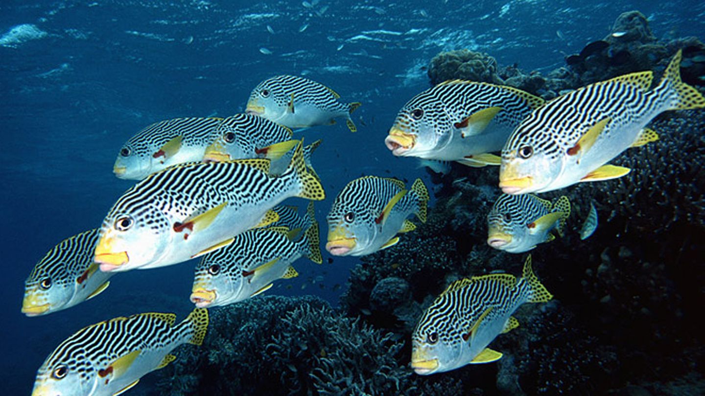 Wissenstest: Fische - [GEO]