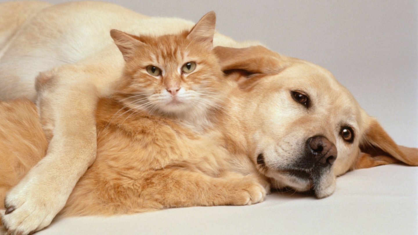 Wissenstest: Haustiere Teil I - [GEOLINO]