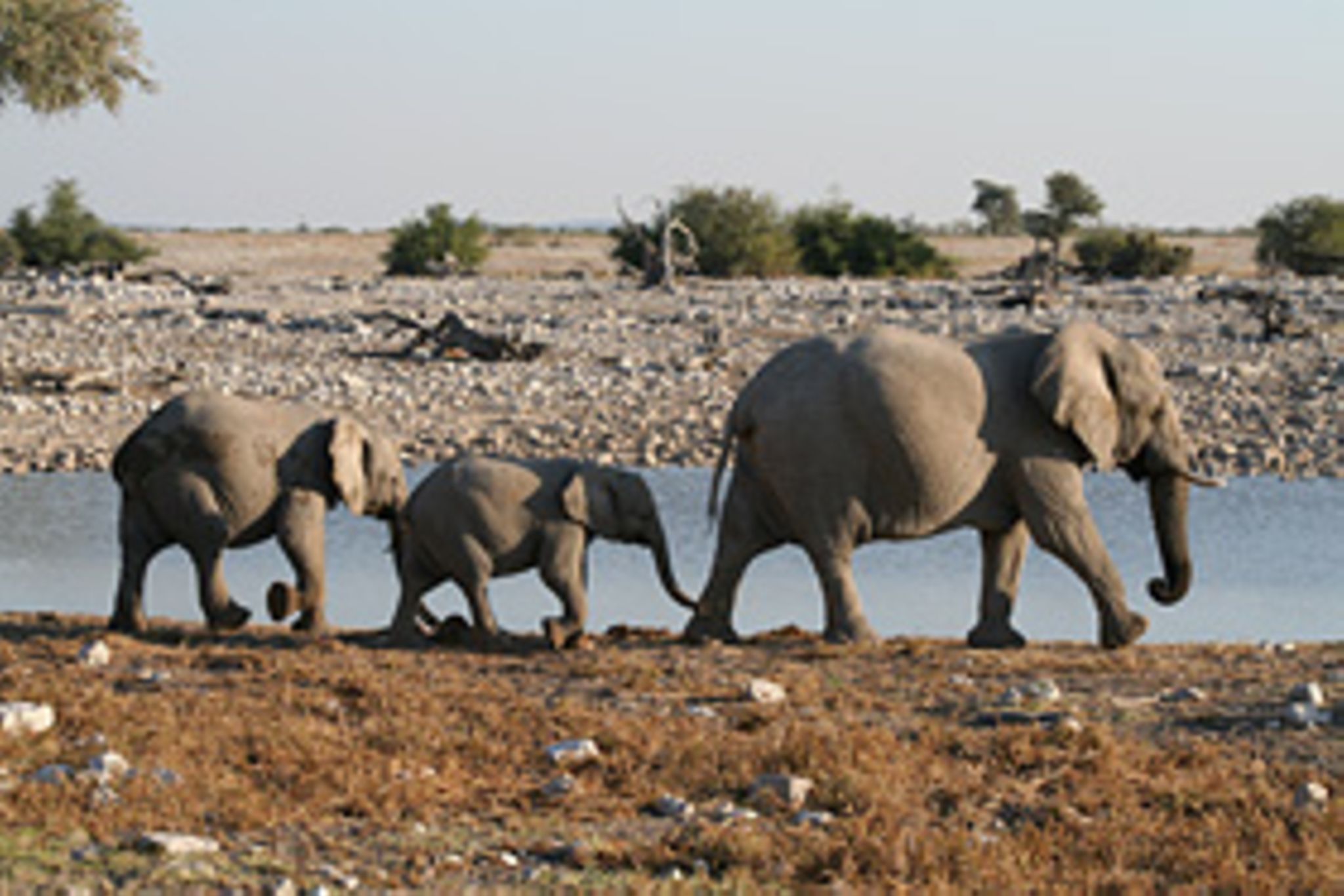 Wissenstest: Fakten über die Fauna - [GEO]