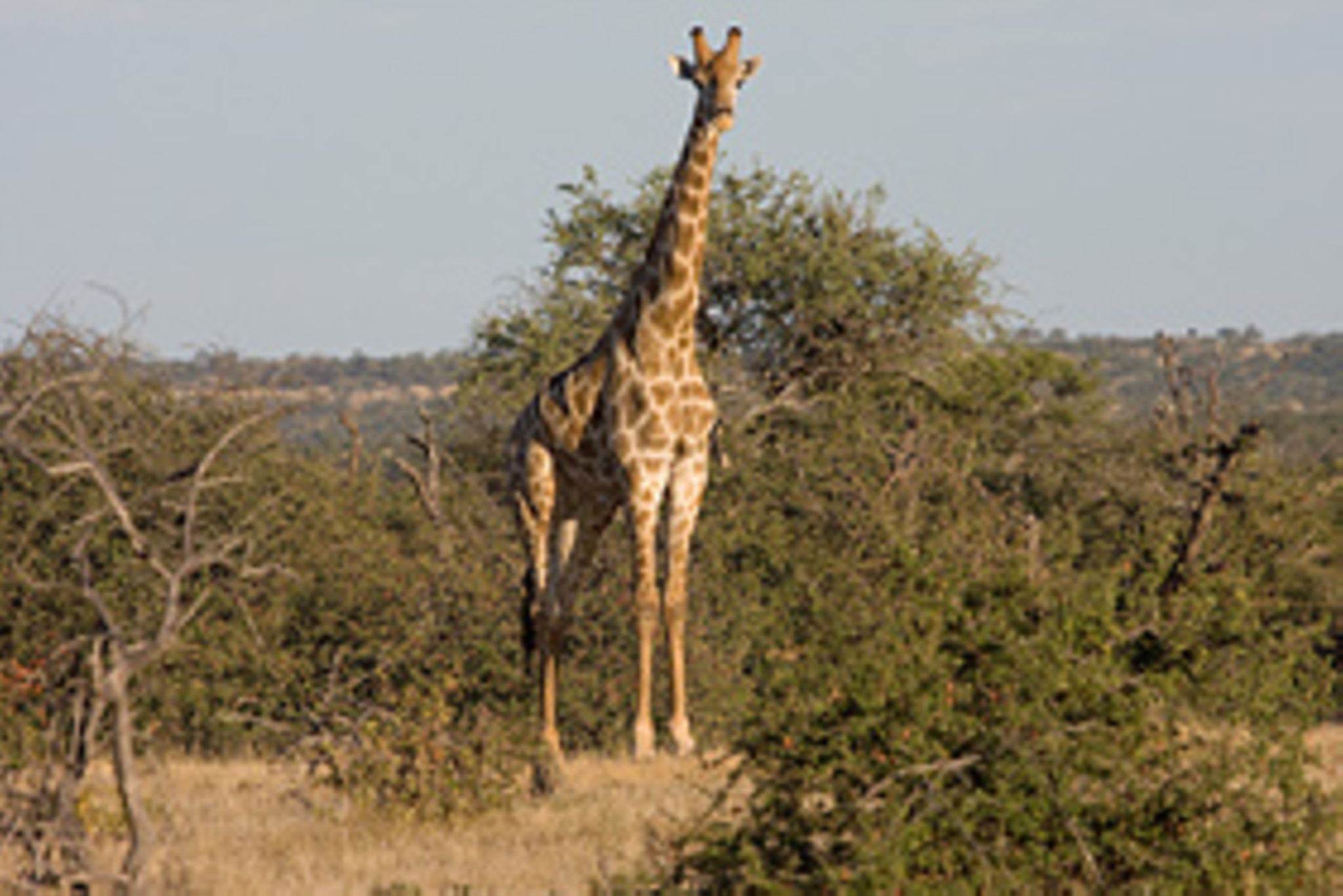 Wissenstest: Fakten über die Fauna - [GEO]