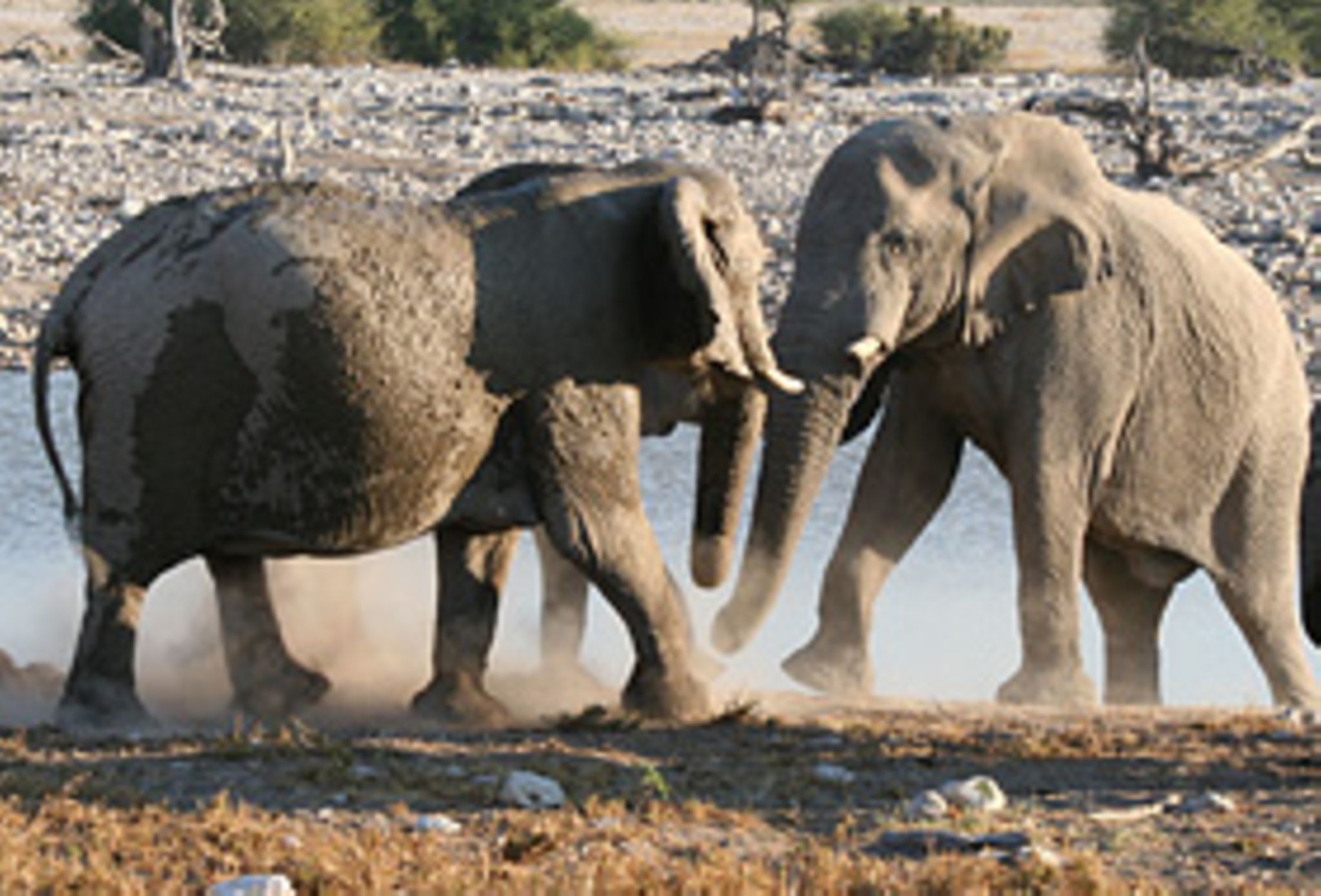 Wissenstest: Fakten über die Fauna - [GEO]