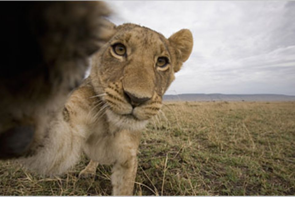 Quiz: Hunde - [GEOLINO]