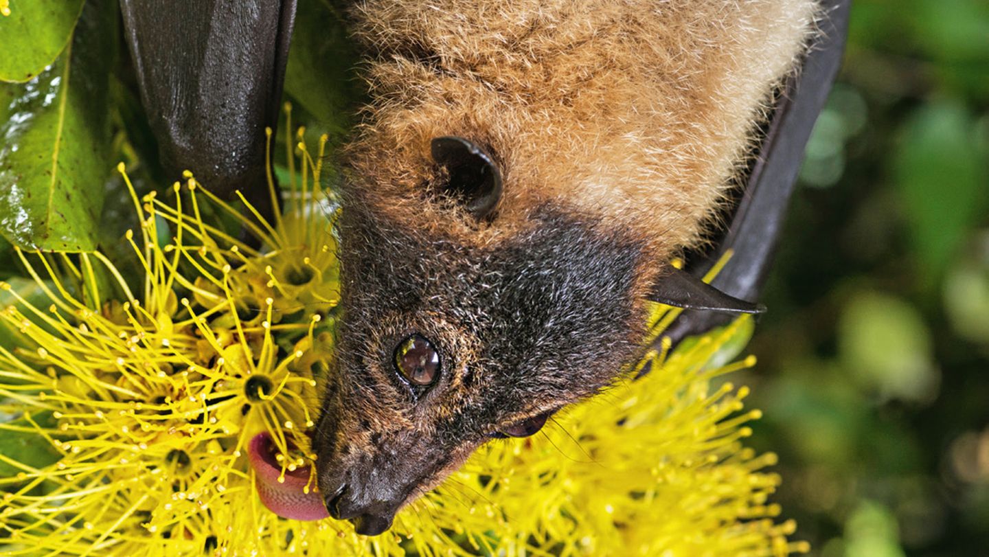 Tierbaby-Video: Graukopf-Flughund wird gesund gepflegt - [GEOLINO]
