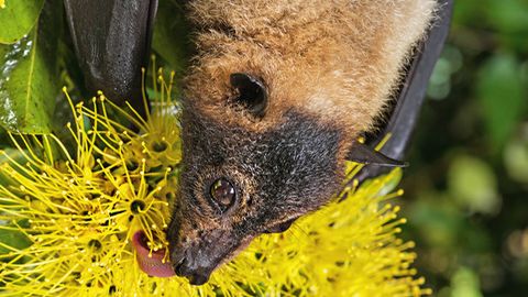 Tiere: Fledermäuse - [GEOlino]