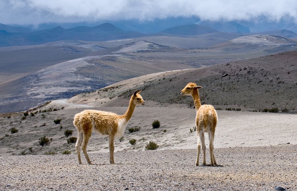Vikunja: Tierlexikon - [GEOLINO]