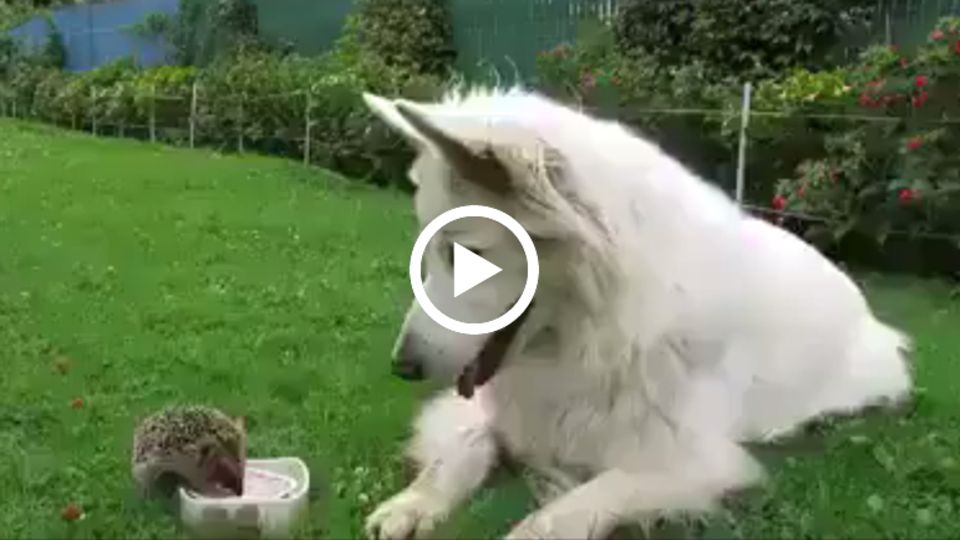Igel Im Garten Hund