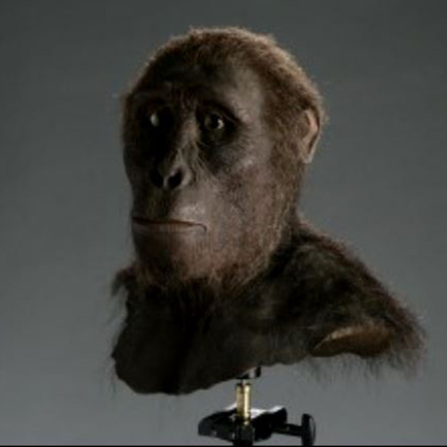 Australopithecus Anamensis Australopithecus Garhi Alchetron, The