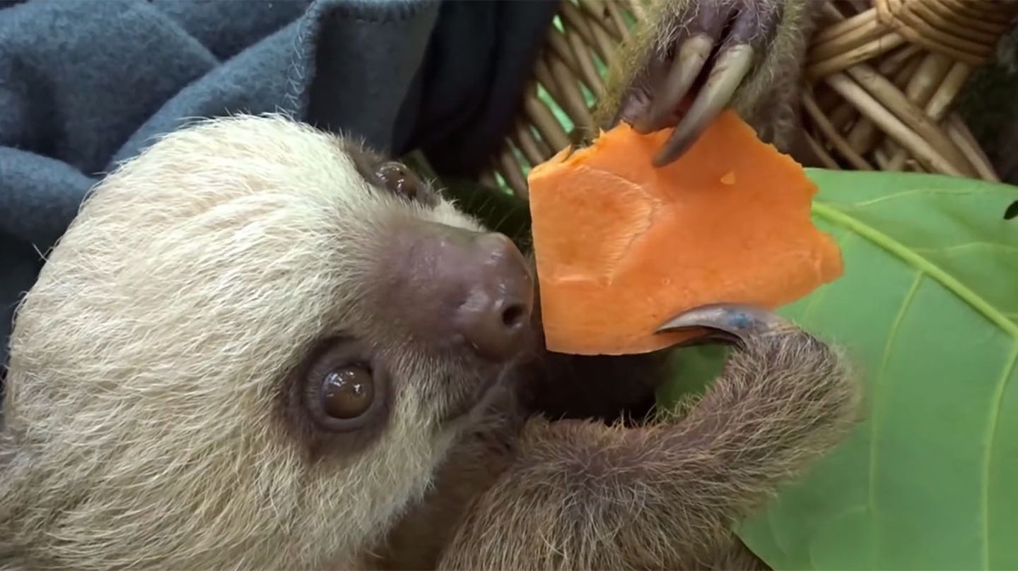 Zwei Faultiere zeigen wie gut Gemüse schmeckt - [GEO]