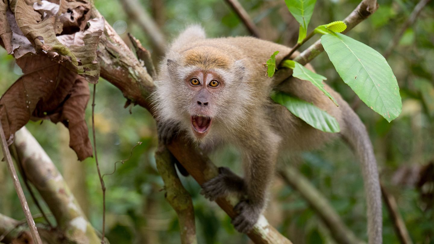 Malaien-Gleitflieger - [GEO]