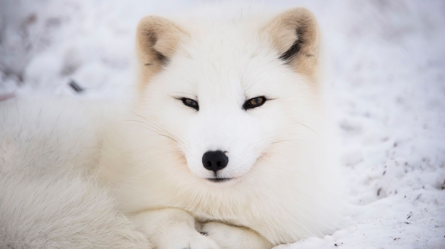 Der Polarfuchs - Tierlexikon - [GEOLINO]