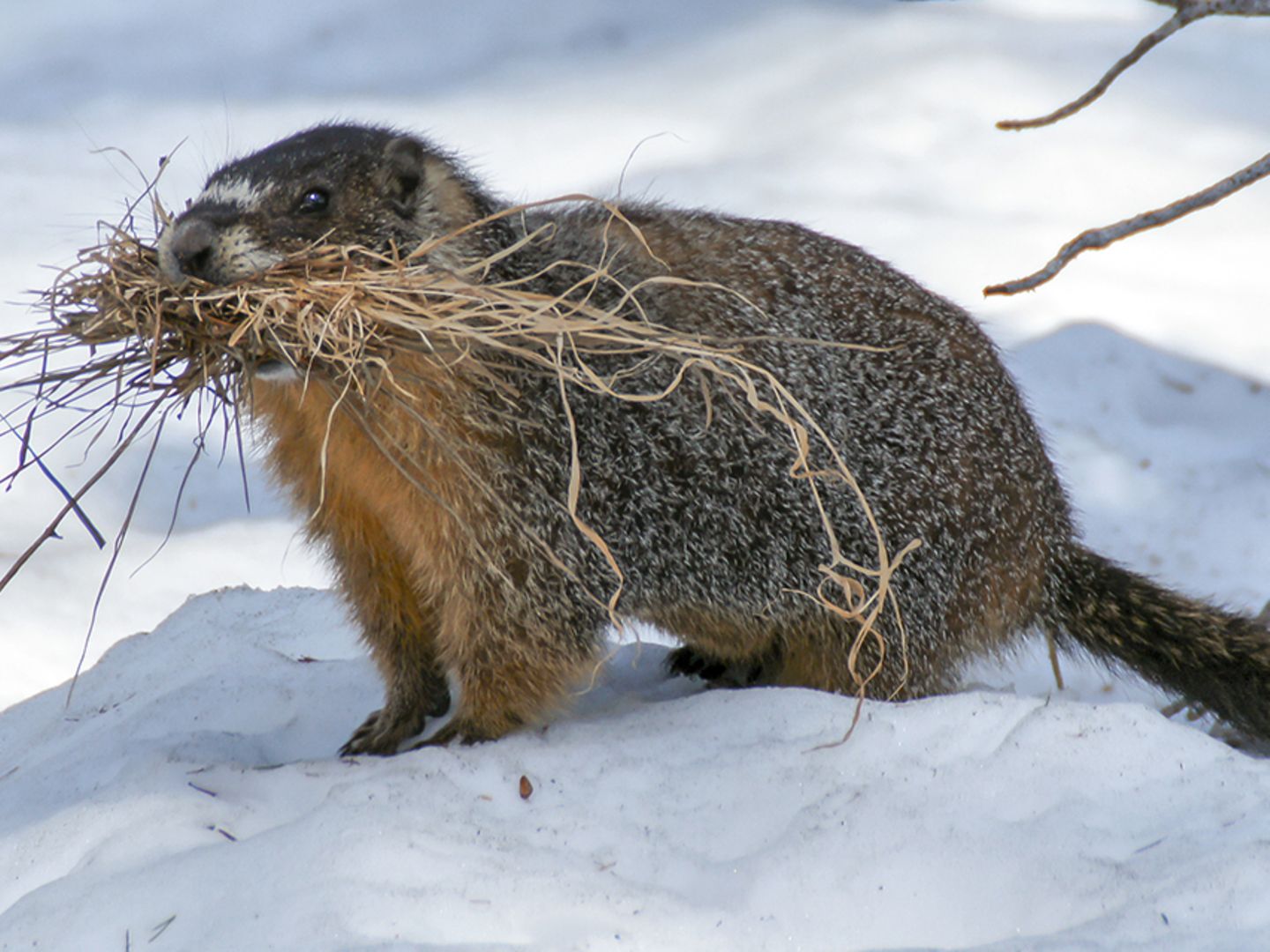 Druckbare Tiere Im Winterschlaf