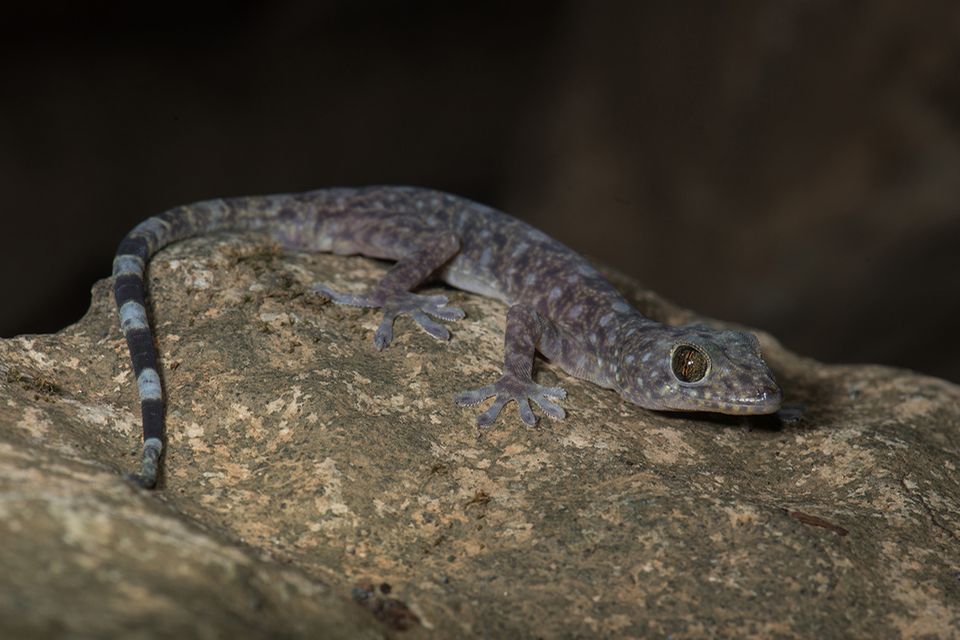 Mekong-Region: Regenbogenschlange und 162 weitere Tierarten entdeckt ...