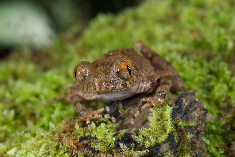 Mini-Frosch - [GEOLINO]