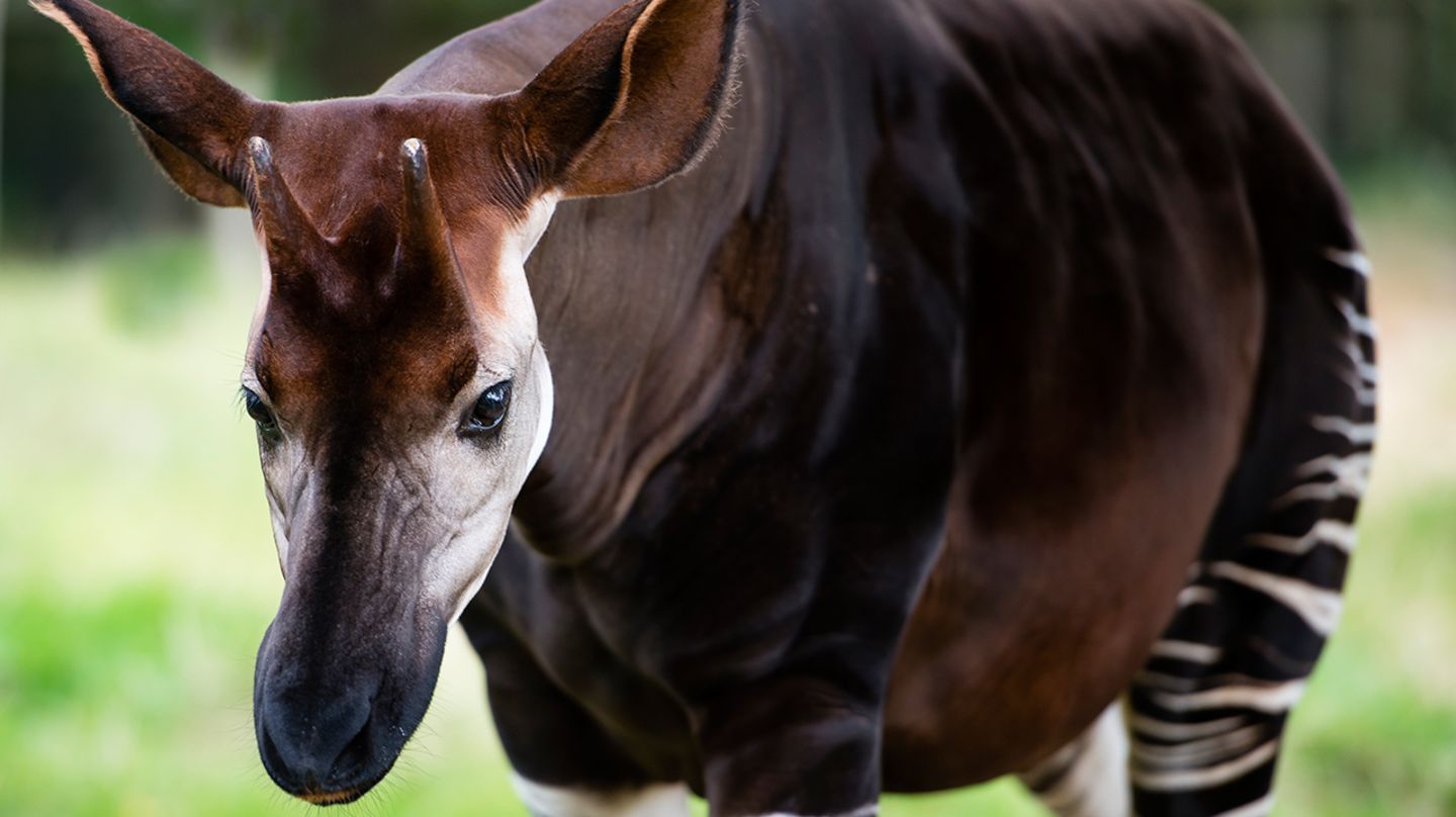 Tierlexikon: Okapis - [GEOLINO]