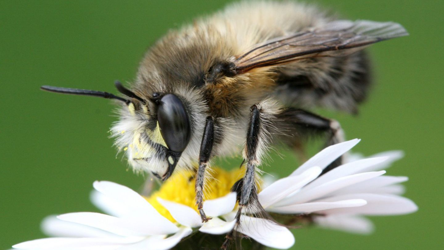 Wildbienen helfen: Deutschland summt - [GEOLINO]