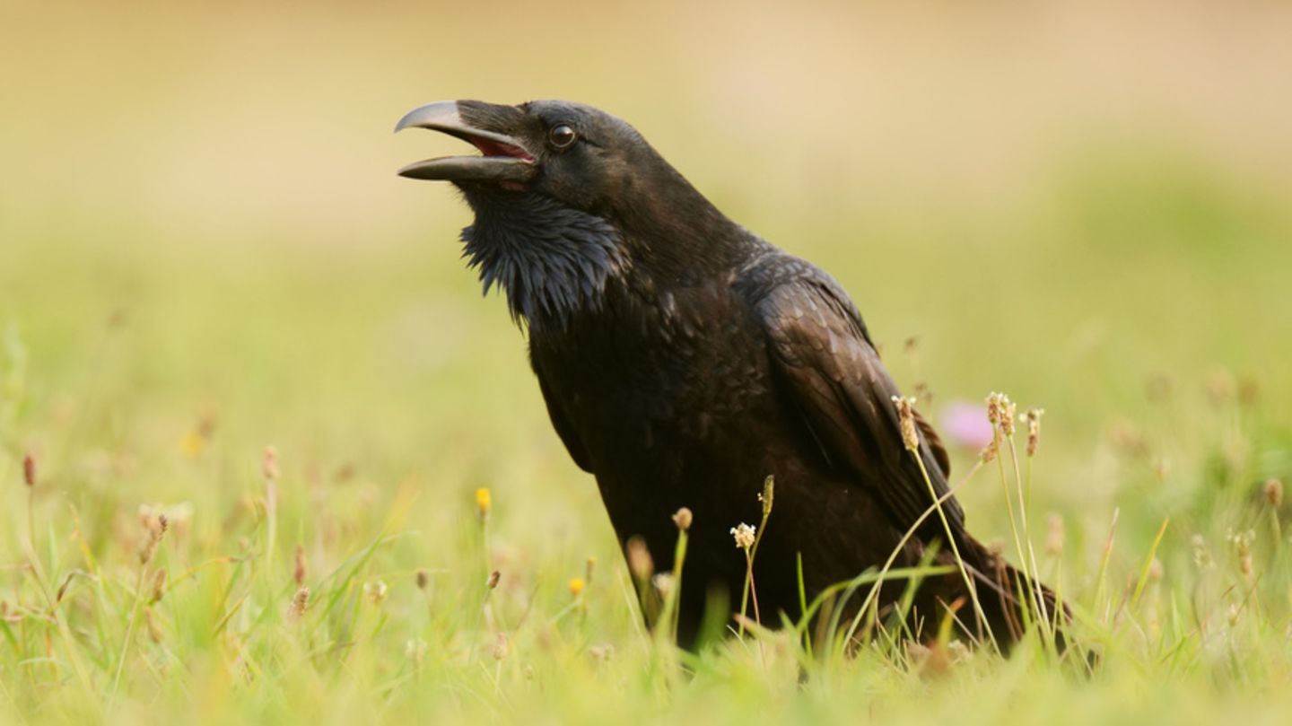 Tierquiz: Was wissen Sie über Raben? - [GEO]