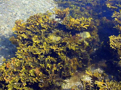 Algen: Was Sie über Algen wissen sollten - [GEO]