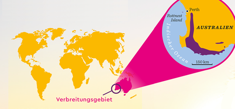 Quokka: das niedliche Beuteltier - [GEOLINO]