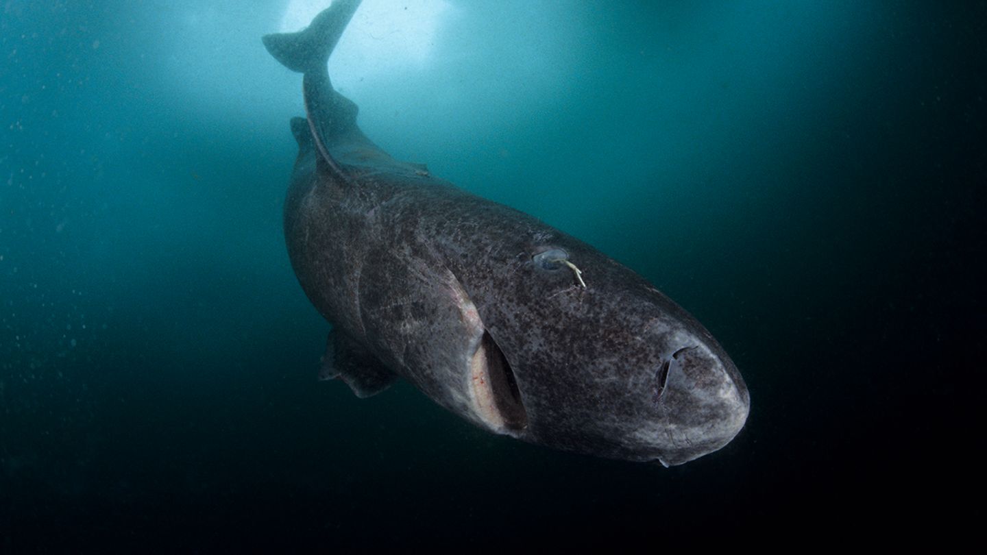 Grönlandhai: 400 Jahre - [GEO]