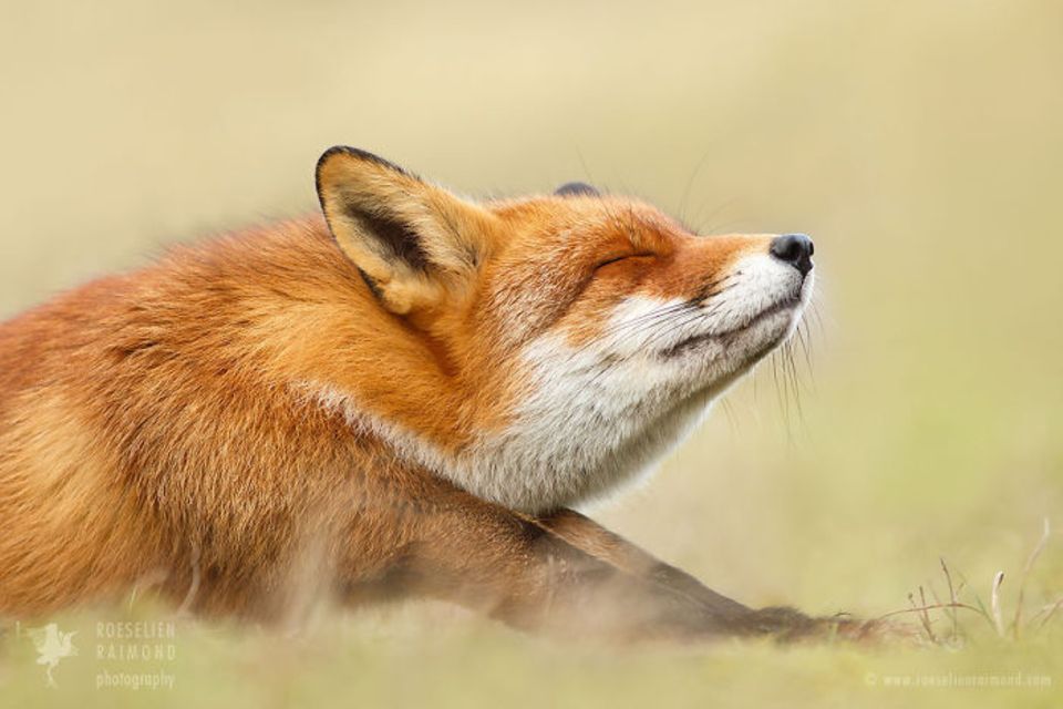 Fotoprojekt "Zen Foxes": 15 Füchse, die ihre innere Mitte gefunden ...