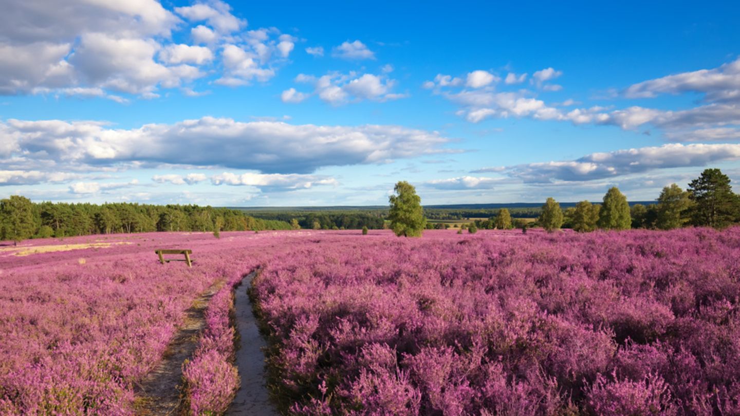 Versailles und... - [GEO]
