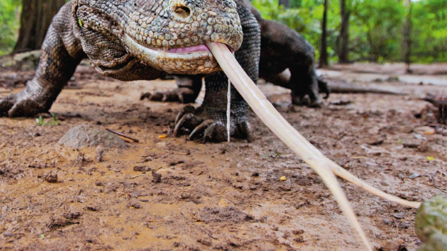 Komodowaran Alter Komodowaran, Das Oben, Lokalisiert Auf Weiß Steht